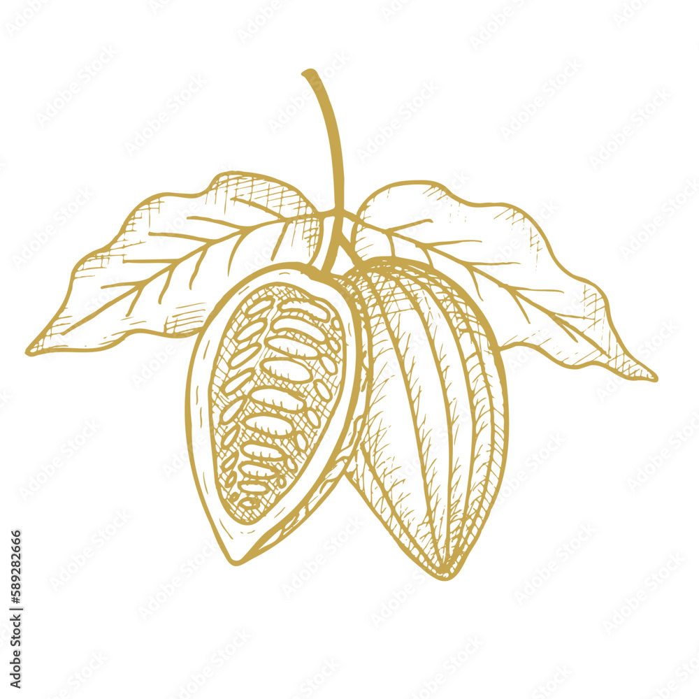 Cocoa. Hand drawn sketch cocoa beans, leaves sketch and Cocoa tree ...