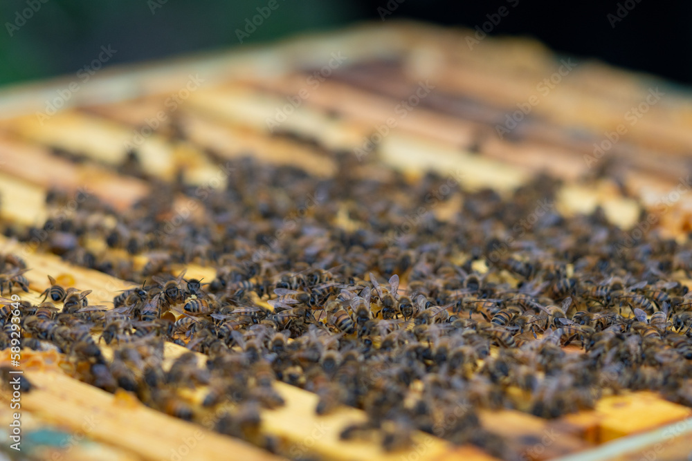Bienen und Binenkönigin auf Wabe aus Bienenwachs Stock Photo | Adobe Stock