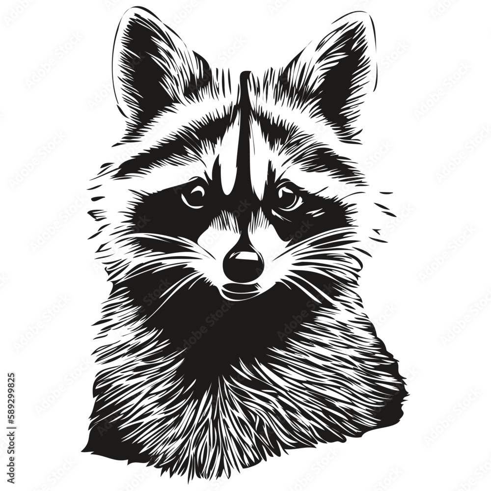 Raccoon sketches, outline with transparent background, hand drawn ...