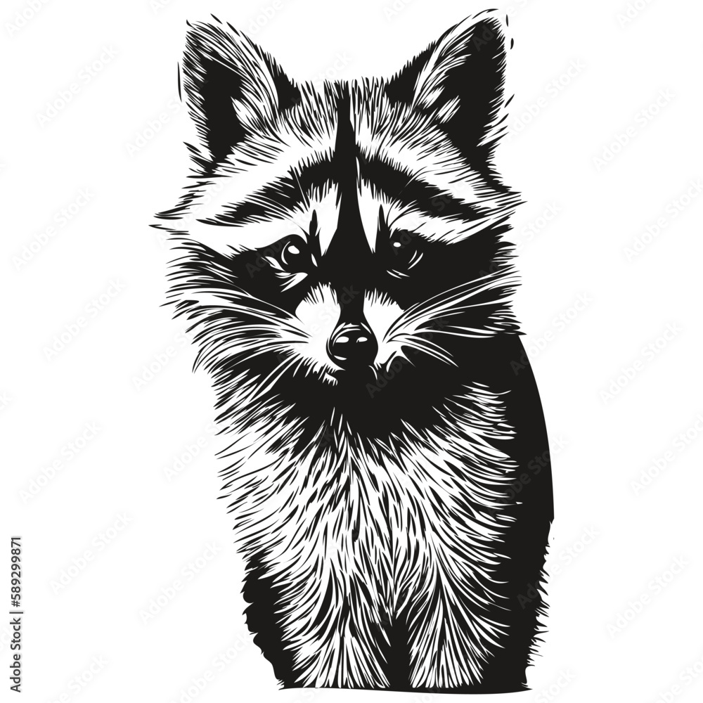 Raccoon vector illustration line art drawing black and white Stock ...