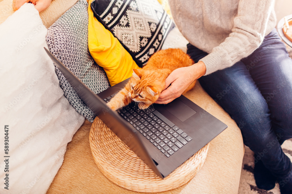 Curious ginger cat looking at screen of laptop watching video with man ...
