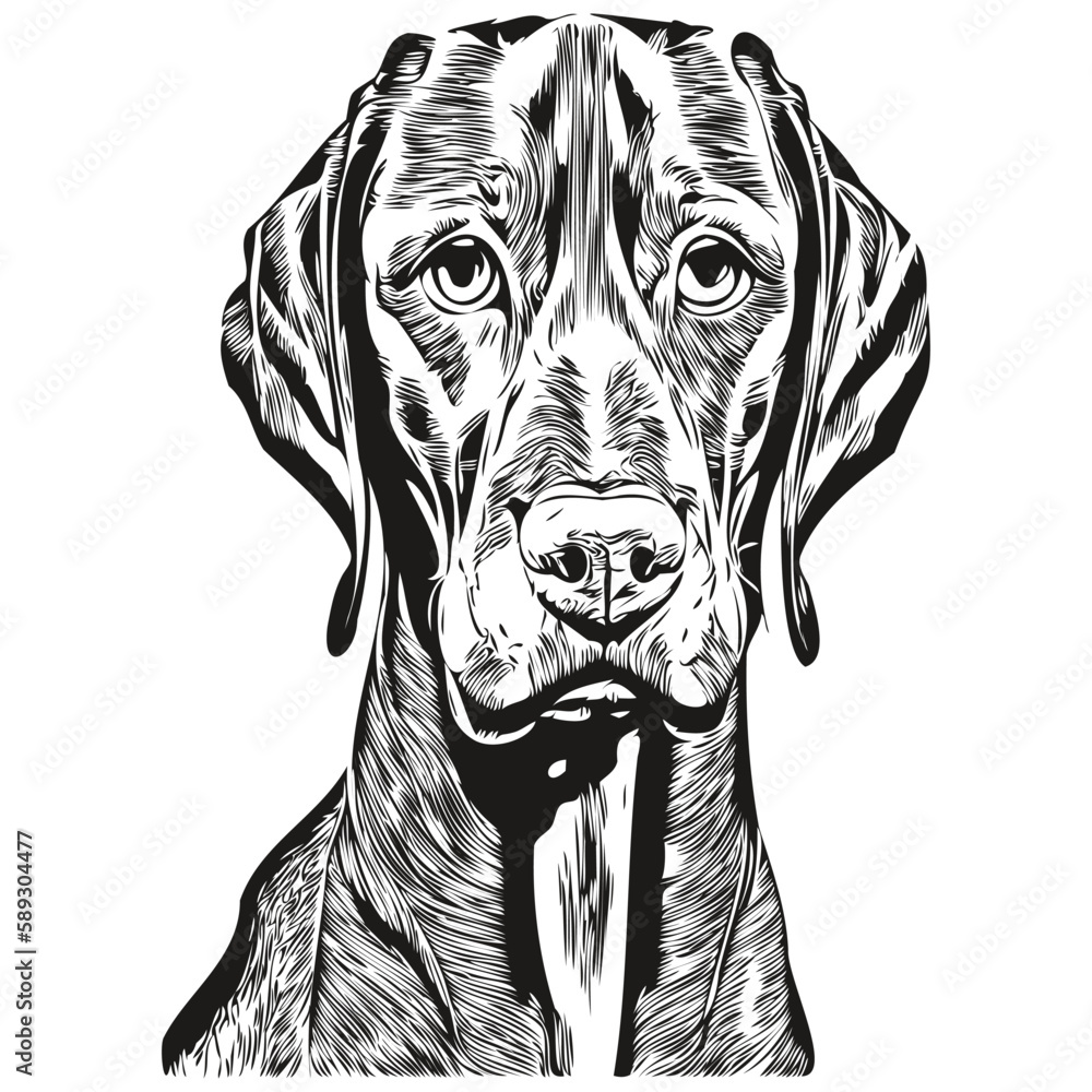 Vizslas dog line art hand drawing vector logo black and white pets ...