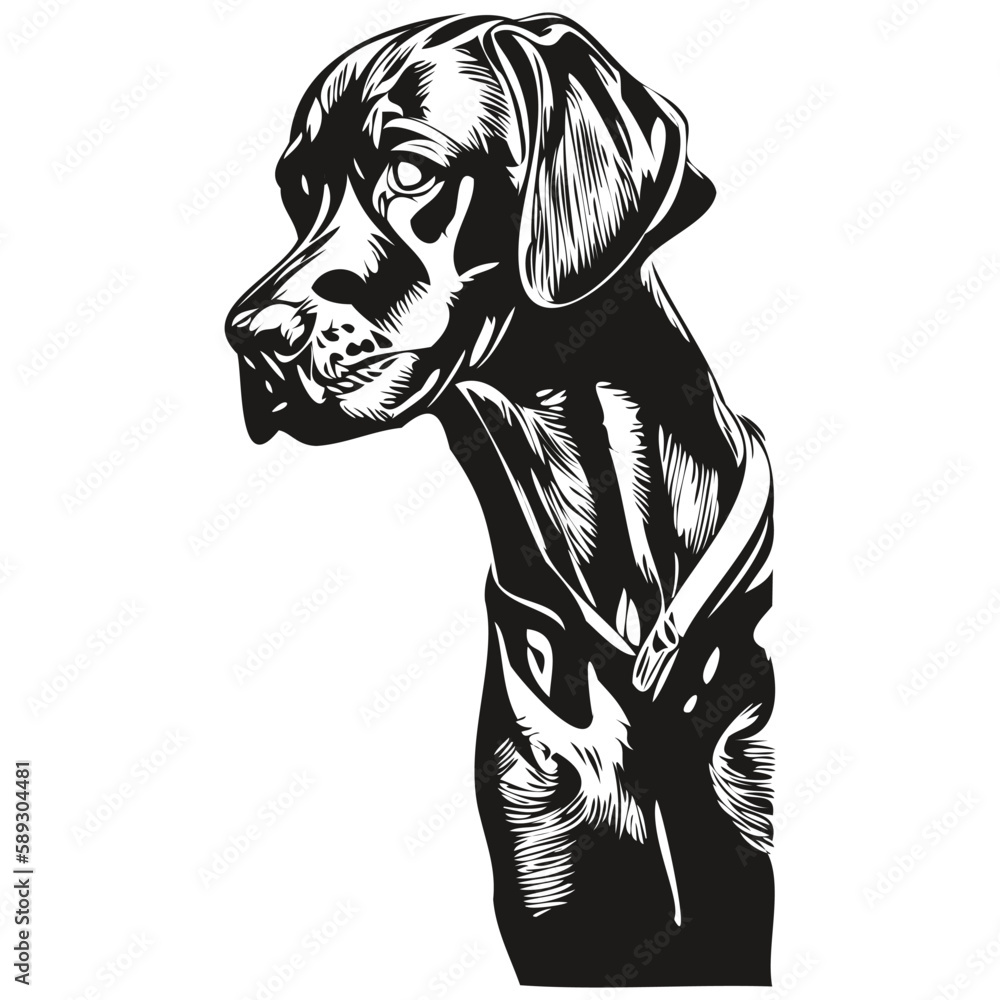 Vizslas dog hand drawn logo line art vector drawing black and white ...