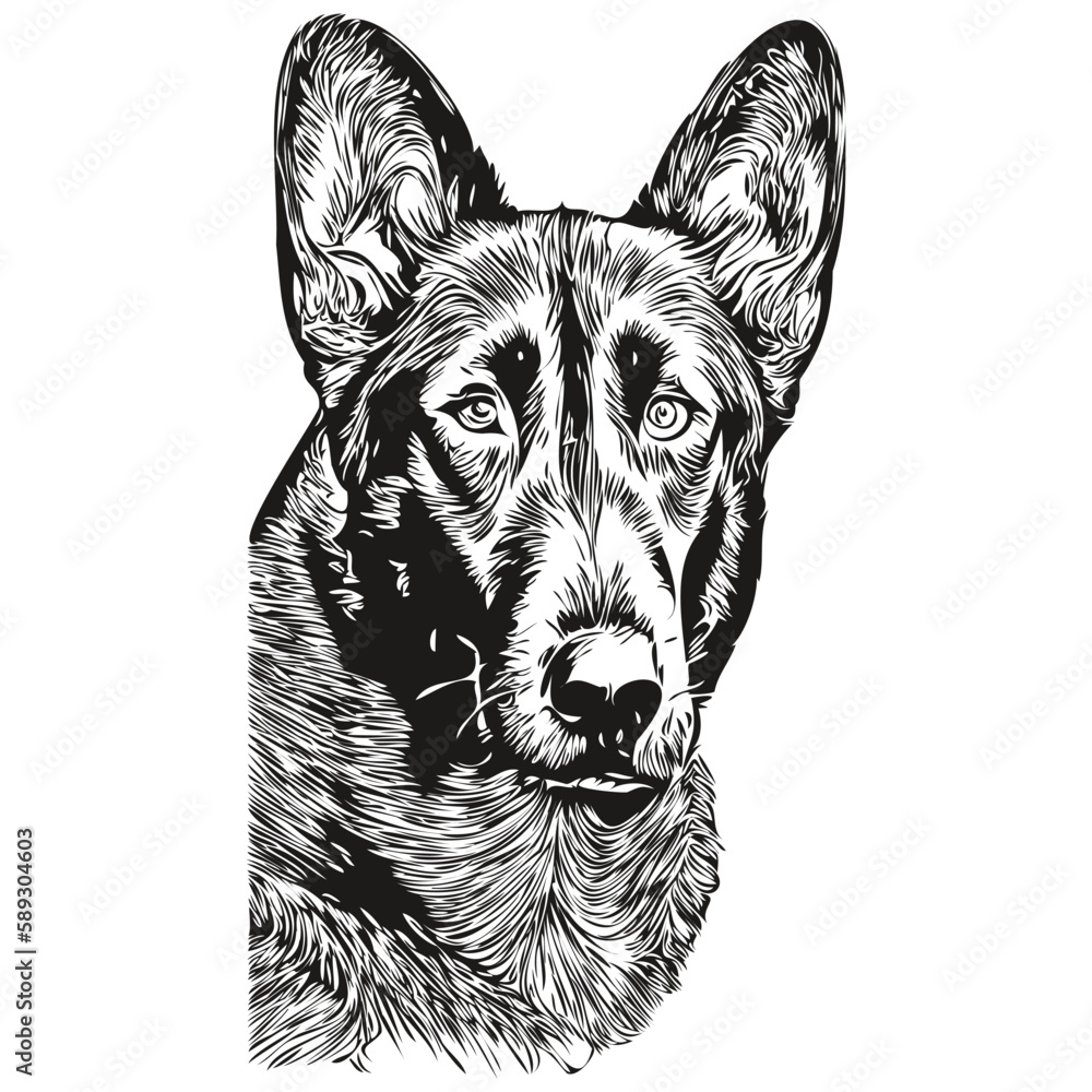 Belgian Malinois dog line art hand drawing vector logo black and white ...