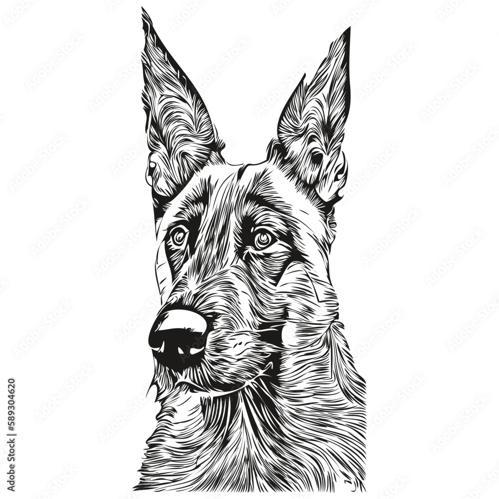 Belgian Malinois dog line art hand drawing vector logo black and white ...