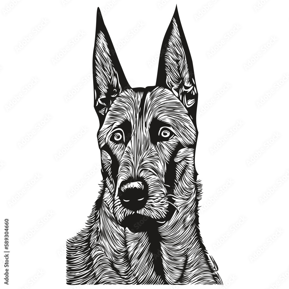 Belgian Malinois dog logo hand drawn line art vector drawing black and ...
