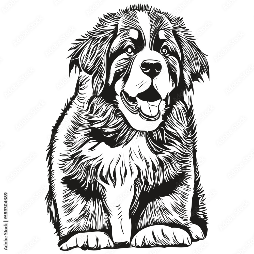 Bernese Mountain dog hand drawn line art vector drawing black and white ...