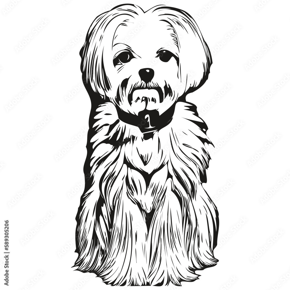 Maltese dog hand drawn line art vector drawing black and white logo ...