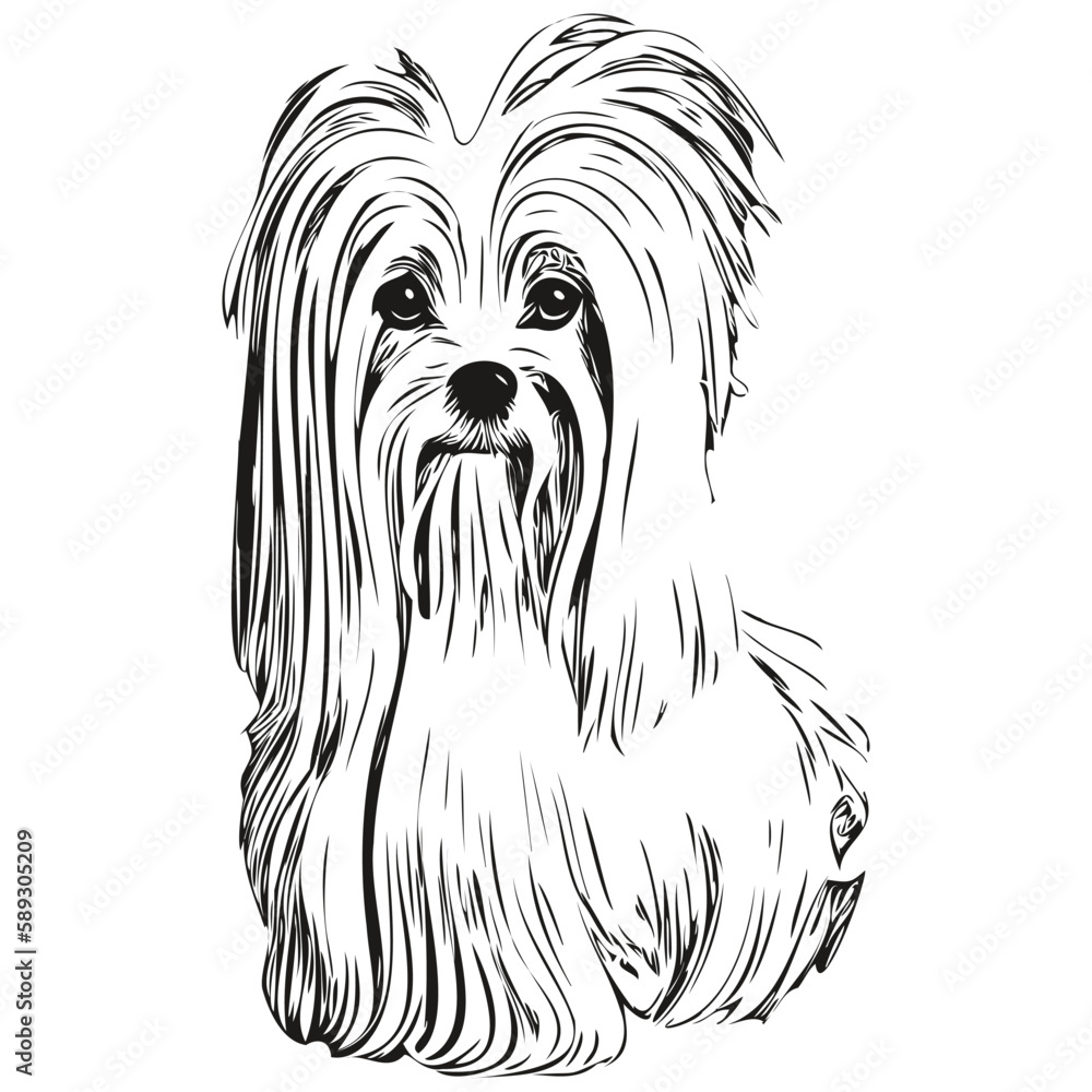 Maltese dog hand drawn line art vector drawing black and white logo ...