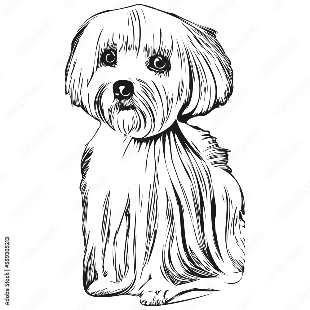 Maltese dog logo hand drawn line art vector drawing black and white ...