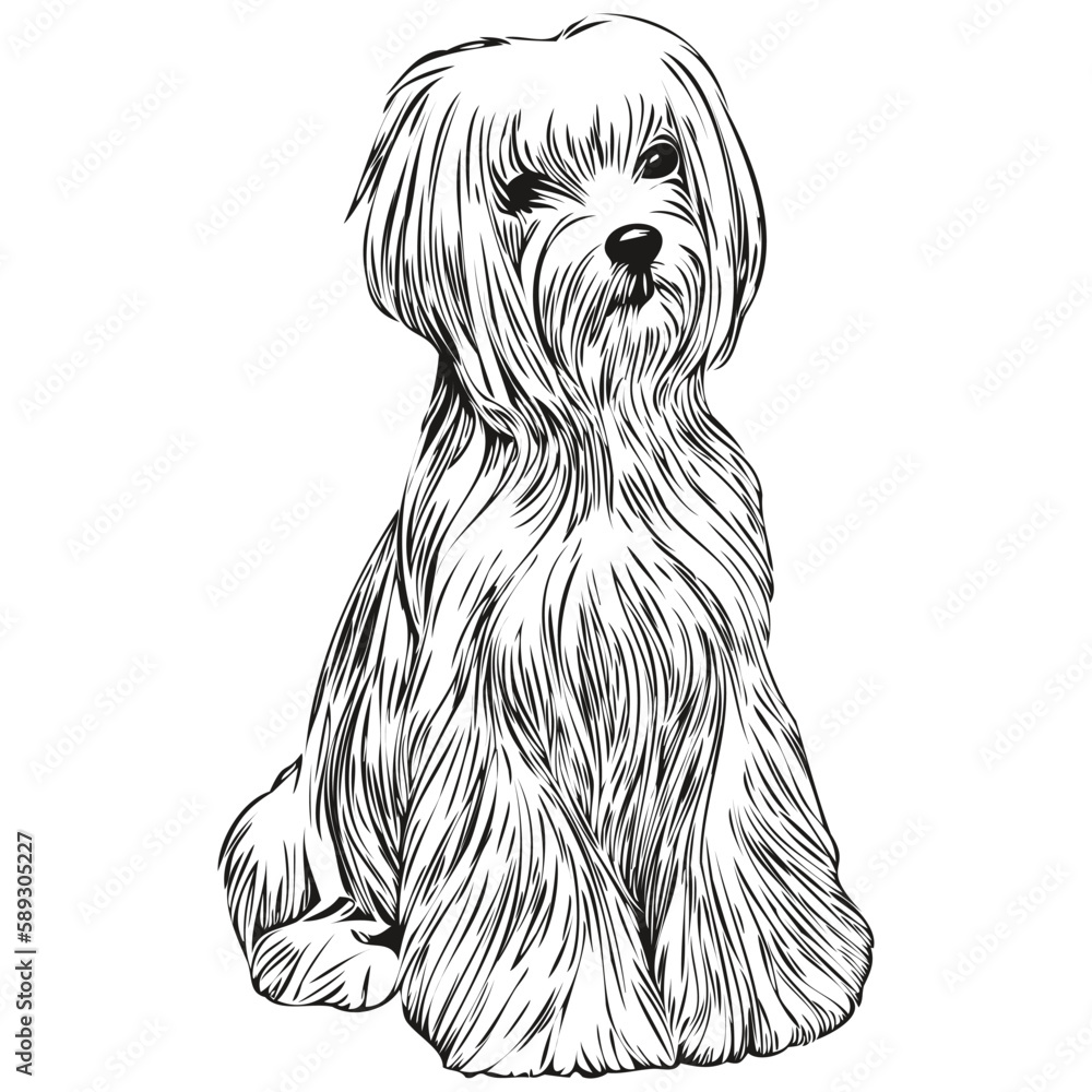 Maltese dog hand drawn line art vector drawing black and white logo ...