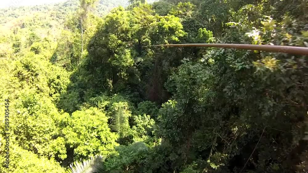 extreme bungee ziplining in the jungle in the trees. guy prancing and ...