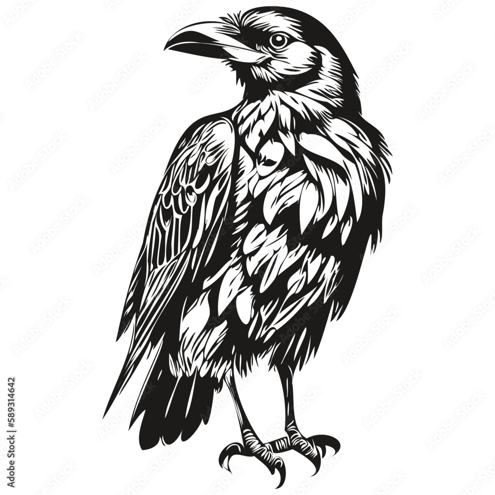 Raven sketch, hand drawing of wildlife, vintage engraving style, vector ...