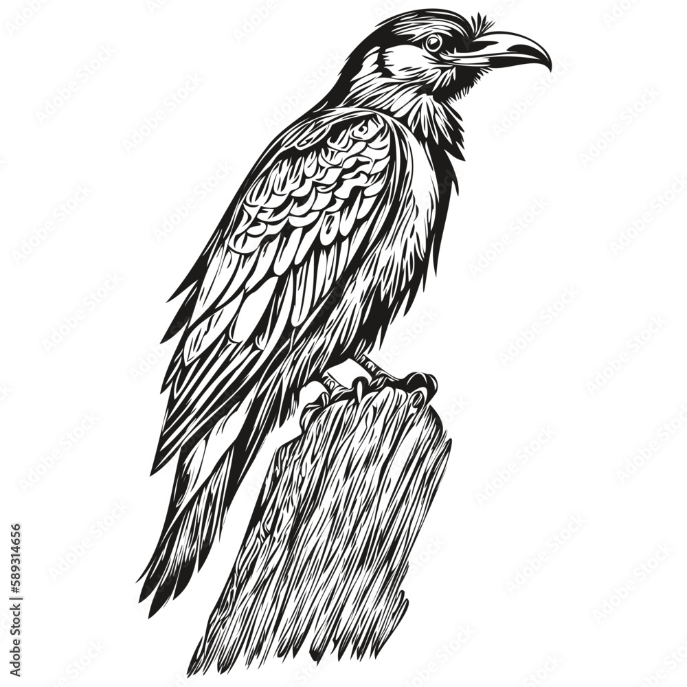 Raven sketches, outline with transparent background, hand drawn ...