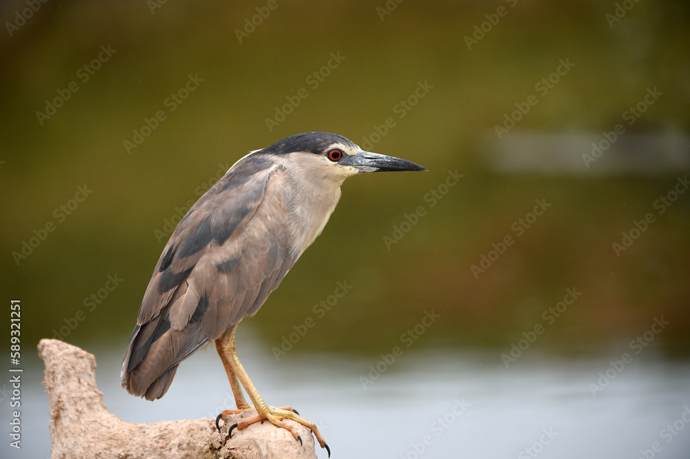 The black-crowned night heron is a small, stocky wading bird that lives ...