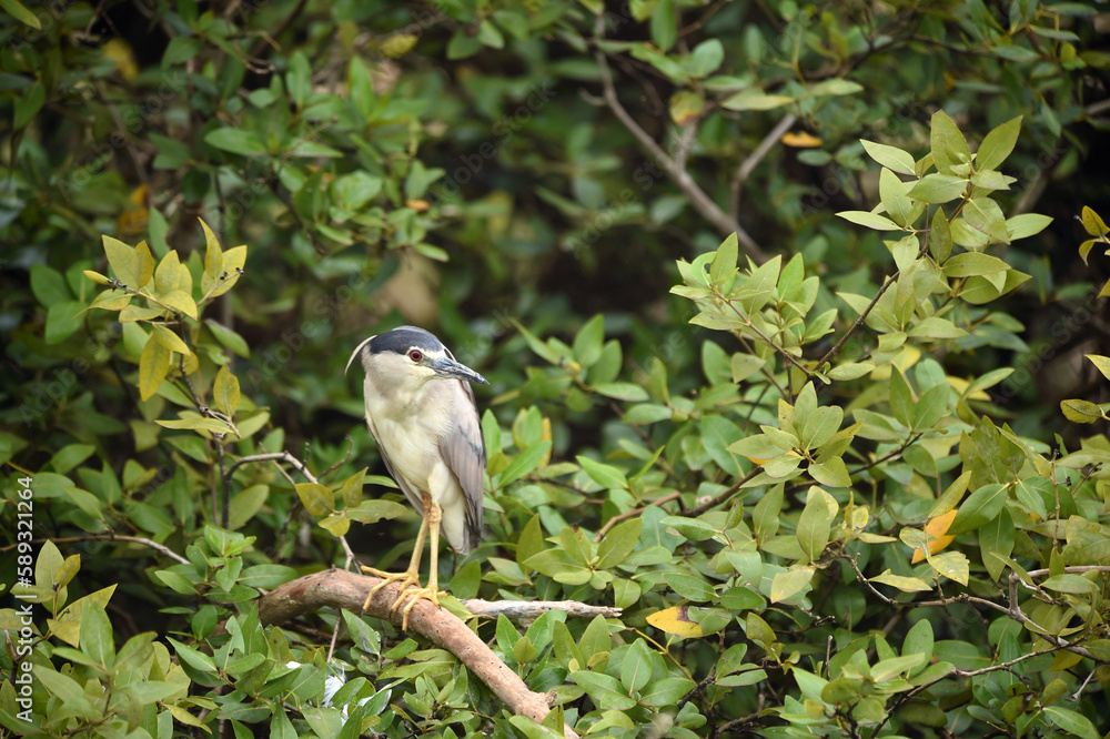 The black-crowned night heron is a small, stocky wading bird that lives ...