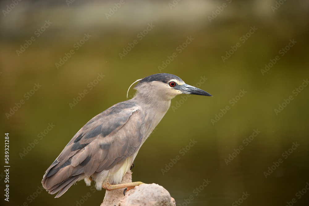 The black-crowned night heron is a small, stocky wading bird that lives ...