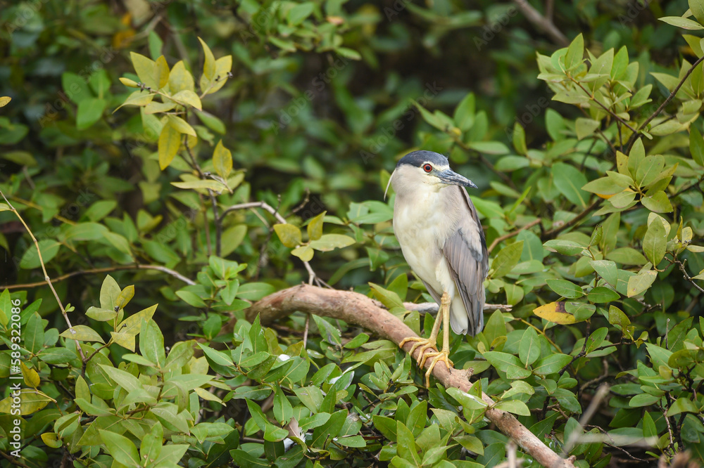 The black-crowned night heron is a small, stocky wading bird that lives ...
