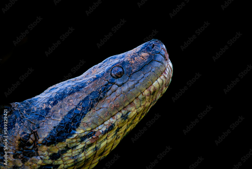 Anaconda Head