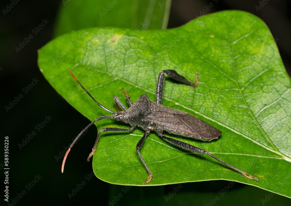 Acanthocephala Terminalis