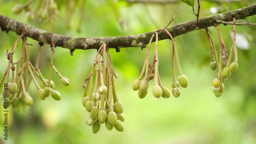 Dolly, durian flower bud growing o tree, king of fruit flowering vídeo ...