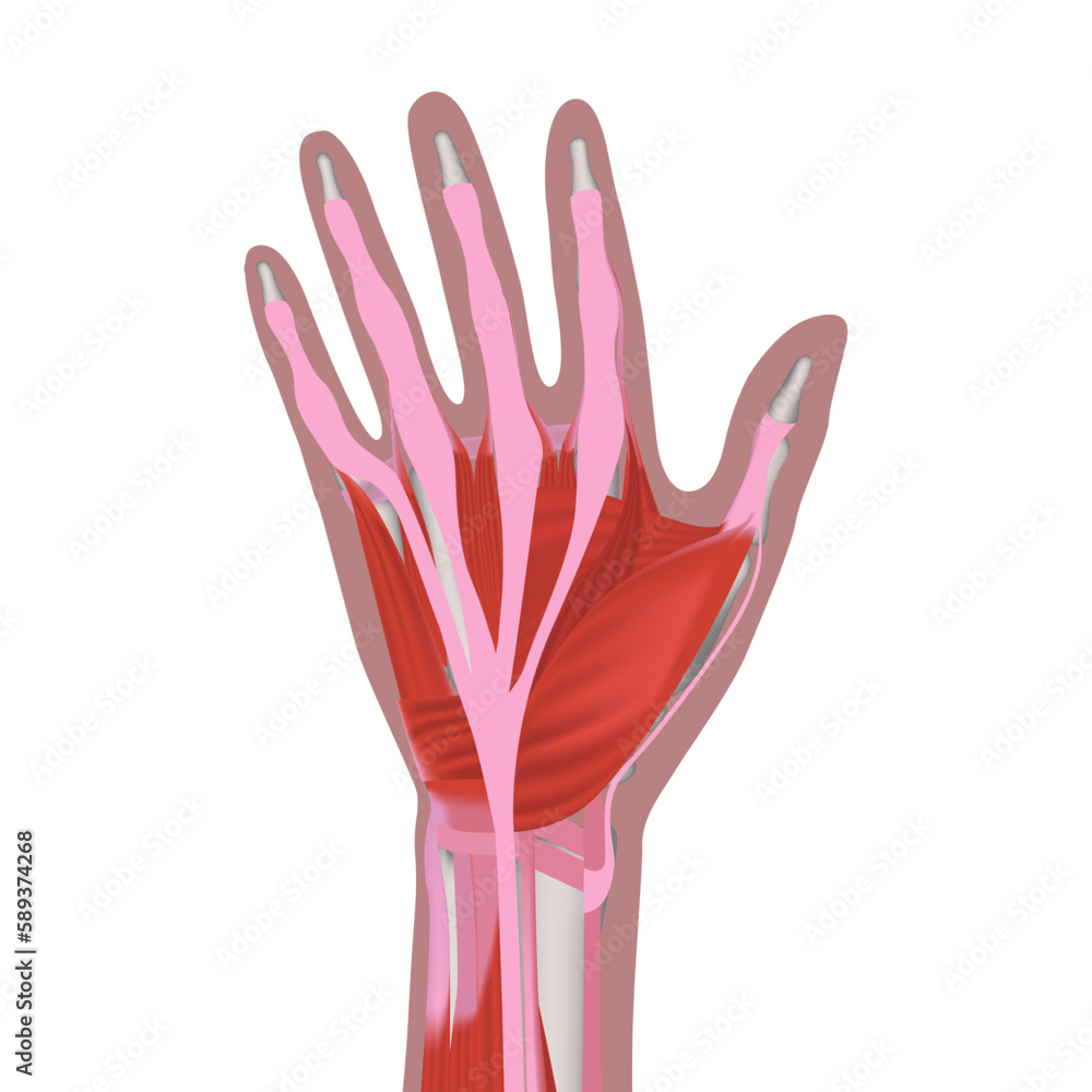 Human hand without skin on a white background. Muscle structure ...