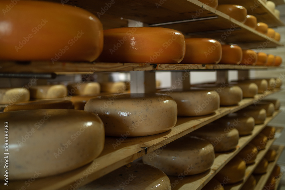 Assorted flavors of cheese wheels maturing in a cheese factory on ...