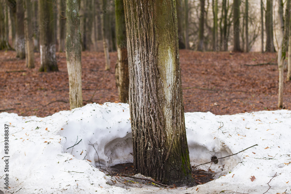 Nature background with tree in the snow. Spring background with melting ...