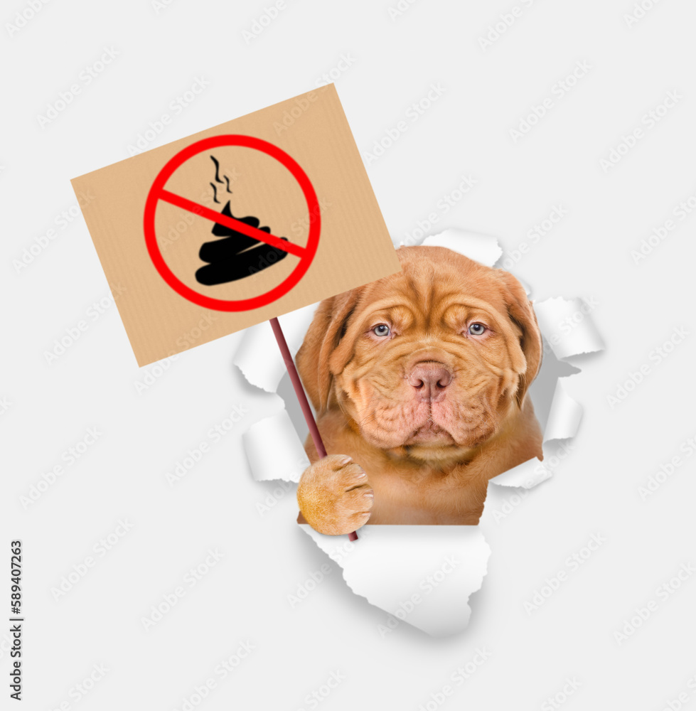 Sad Mastiff puppy looking through a hole in white paper and holding ...