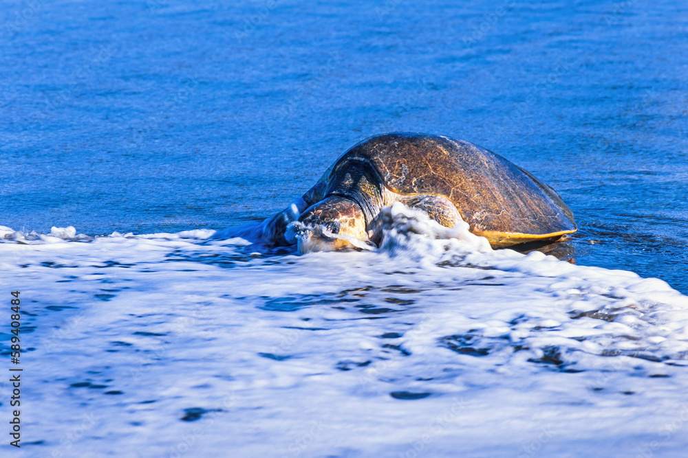 Olive ridley sea turtle coming out of the water on a beach Stock Photo ...