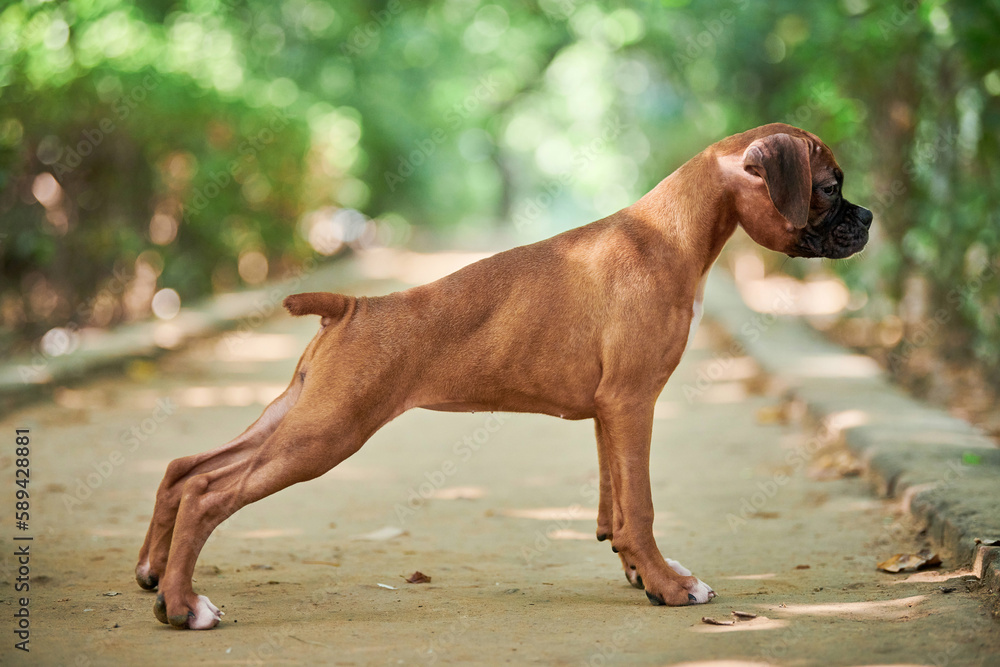 Boxer dog puppy full height side view portrait at outdoor park walking ...
