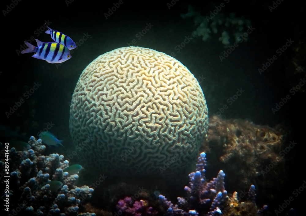 Single stony Brain Coral, scientific name is Platygyra acuta. Left is ...