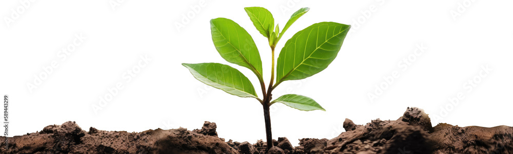 saplings growing on soil ground , isolated on transparent background ...