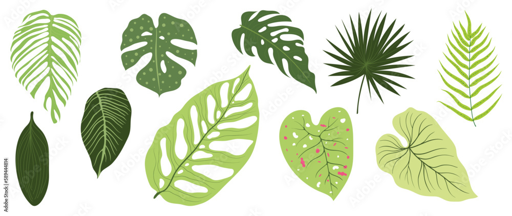 Summer tropical leaves vector set. Green botanical exotic foliage, palm ...