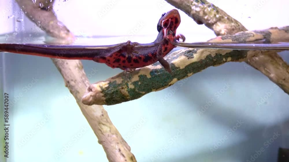 Japanese fire bellied newt trying to climb the wall of the water tank ...
