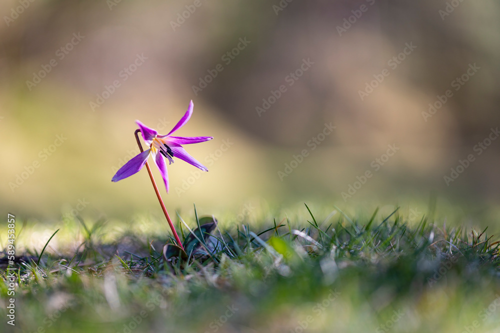 Delicadeza. Flor de diente de perro (Erythronium dens-canis) con la luz ...