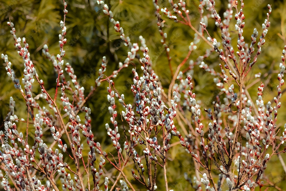 Pussy willow (Salix caprea) Spring messenger. Common species of willow ...