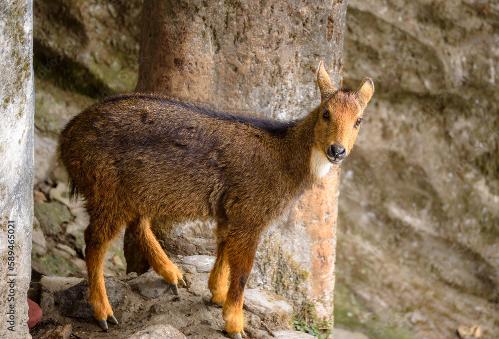 The Himalayan Goral or the Gray Goral, is a bovid species native to the ...