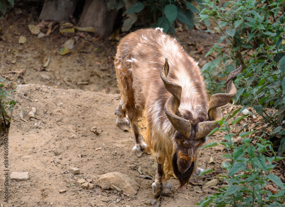 The Markhor (Capra falconeri), also known as the Screw Horn or Screw ...