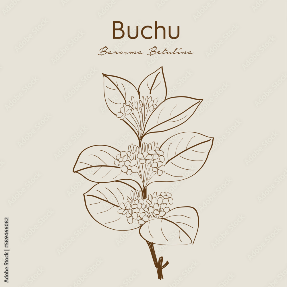 Buchu is a plant from South Africa. Agathosma. The leaf is used to make ...