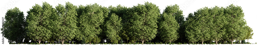 forest landscapes, lush forest scapes with green trees, shrubs ...