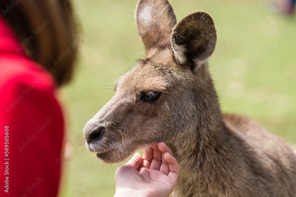 little girl patting a kangaroo at a zoo experience Stock Photo | Adobe ...