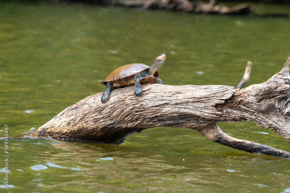 Yellow-spotted Amazon river turtle (Podocnemis unifilis), Lake Sandoval ...