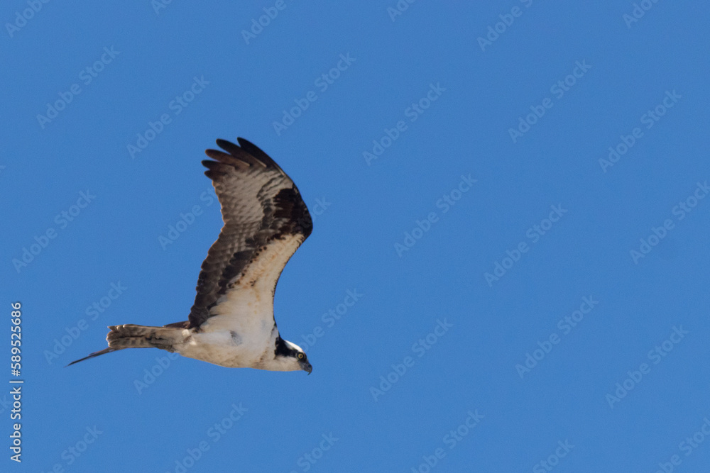 This beautiful osprey was soaring in this blue sky when I took this ...