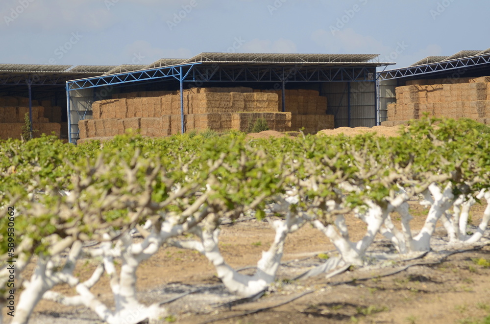 Farm, storage of hay. Elevator. Making hay for animals. Fig trees ...