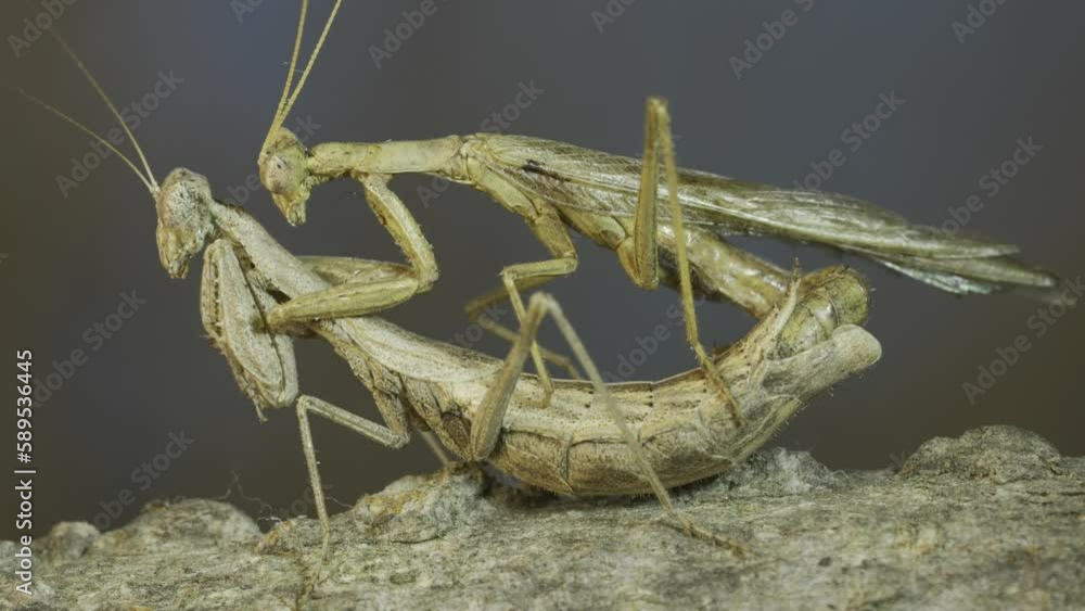 Couple of praying mantis mating on tree branch. The mating process of ...