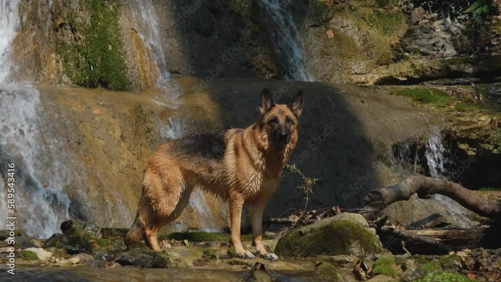 Vidéo Stock Red and black German Shepherd dog on walk stands in ...