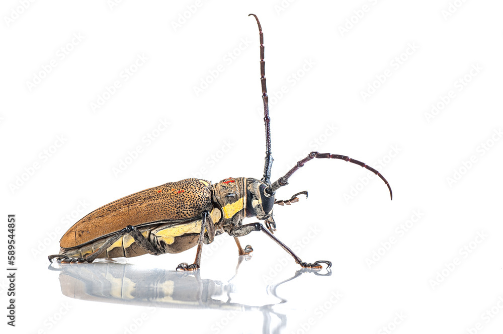Tree borer (Batocera rufomaculata) isolated on a white background Stock ...