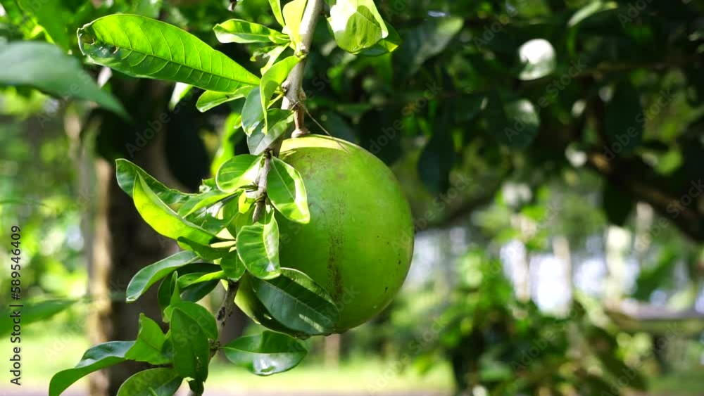 Crescentia cujete fruit with a natural background. Also called Calabash ...