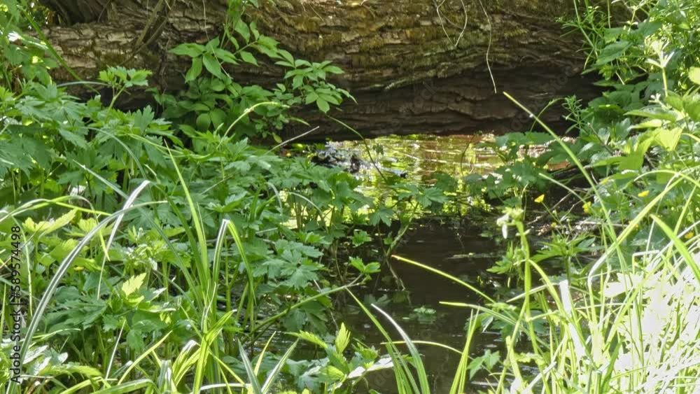 Fallen tree above a forest stream among grass and greenery during day ...